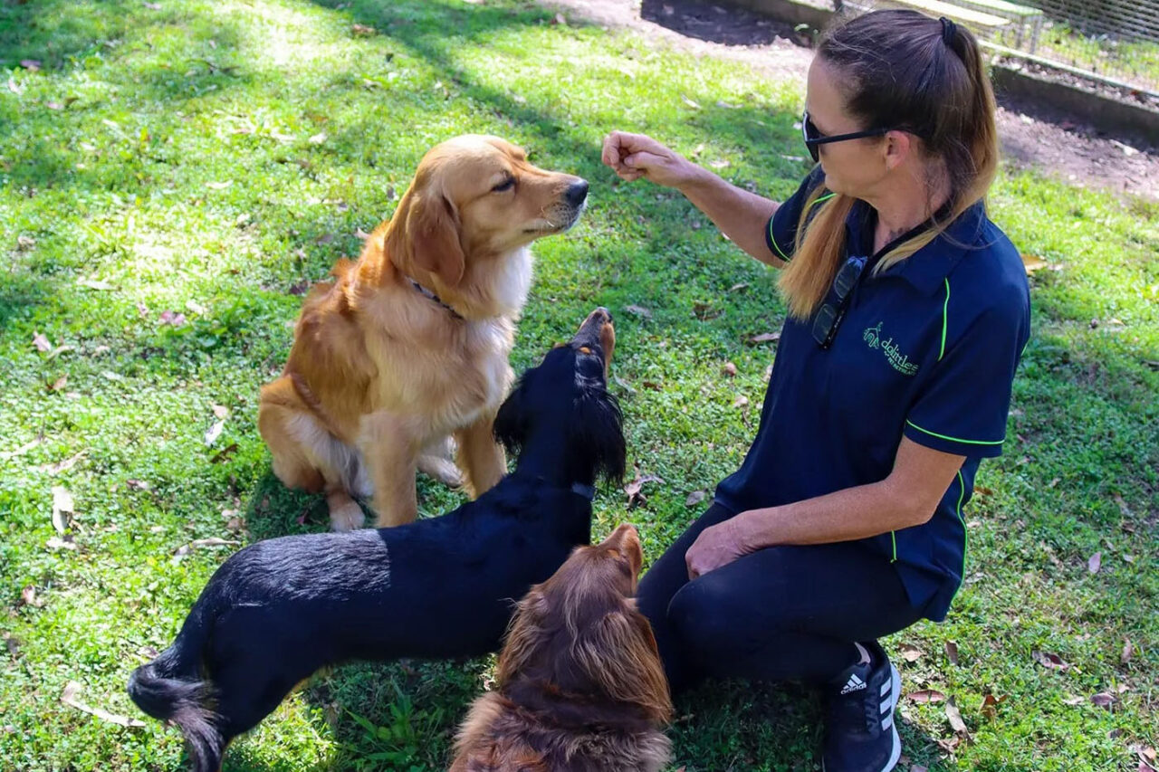 Dog Boarding Kennels Brisbane - Dolittles Pet Retreat